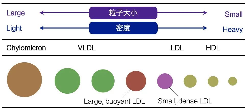 sd LDL-C —— 新一代心血管疾病风险因子 - 申立科贸